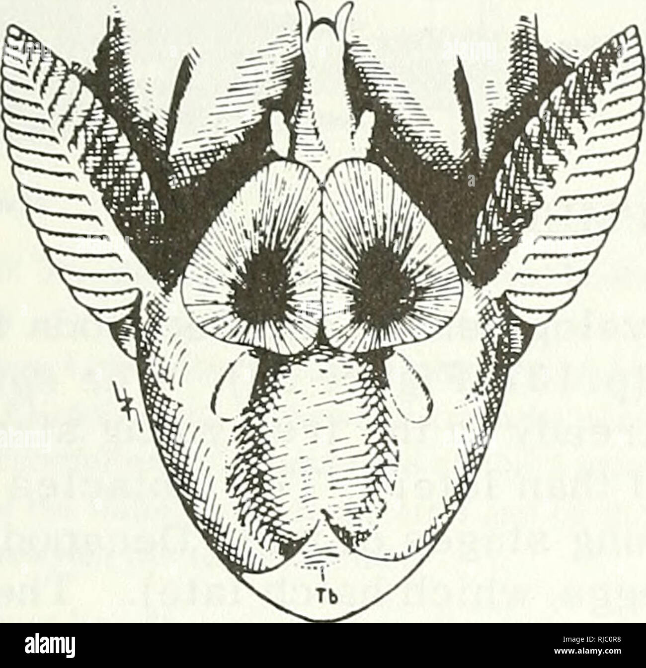 Viscous secretion hi-res stock photography and images - Alamy
