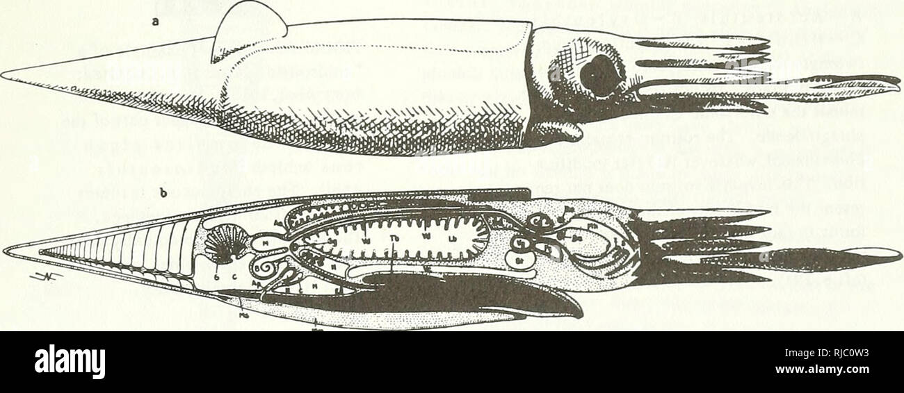 . Cephalopoda. Cephalopoda. Ill 112 growth displaces the center of ...