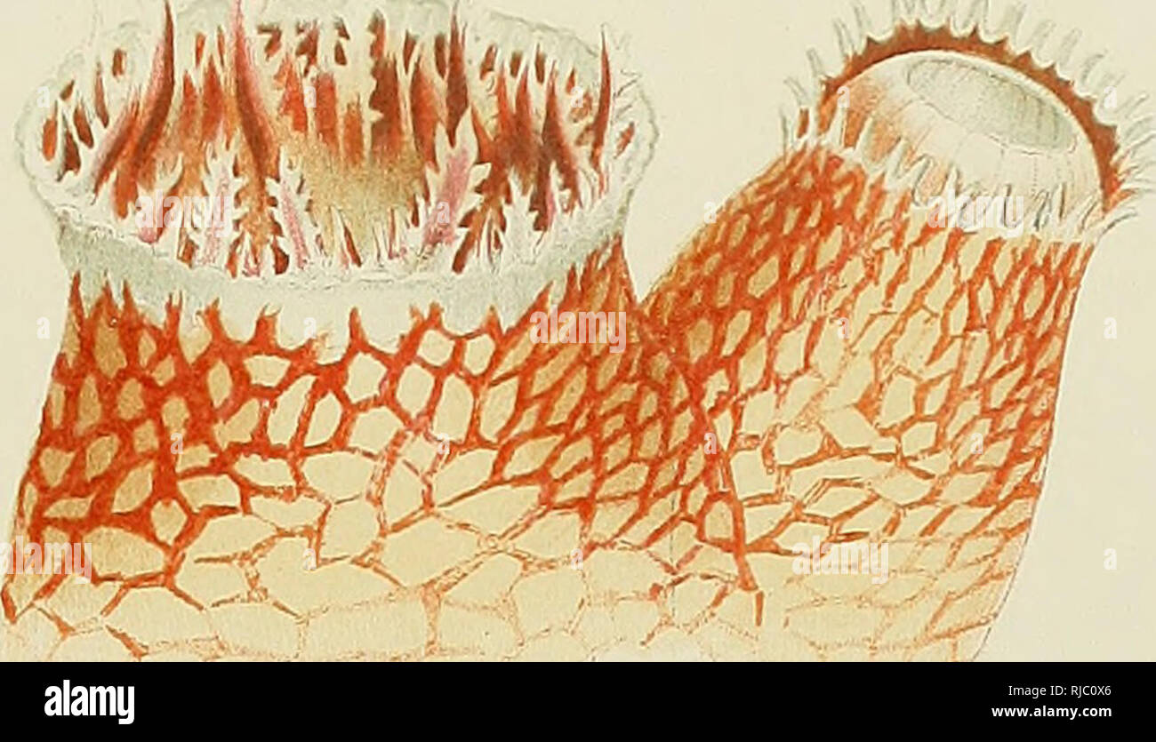 . Fauna der Kieler bucht. Mollusks; Bivalves; Opisthobranchia ...