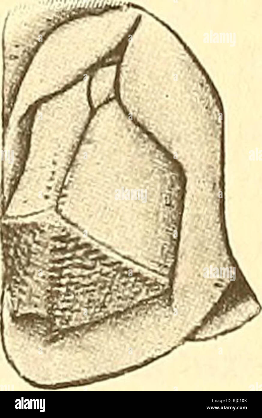 . The Cephalopoda. Cephalopoda. Bolitaenidae Chun by Professor Dr. J ...