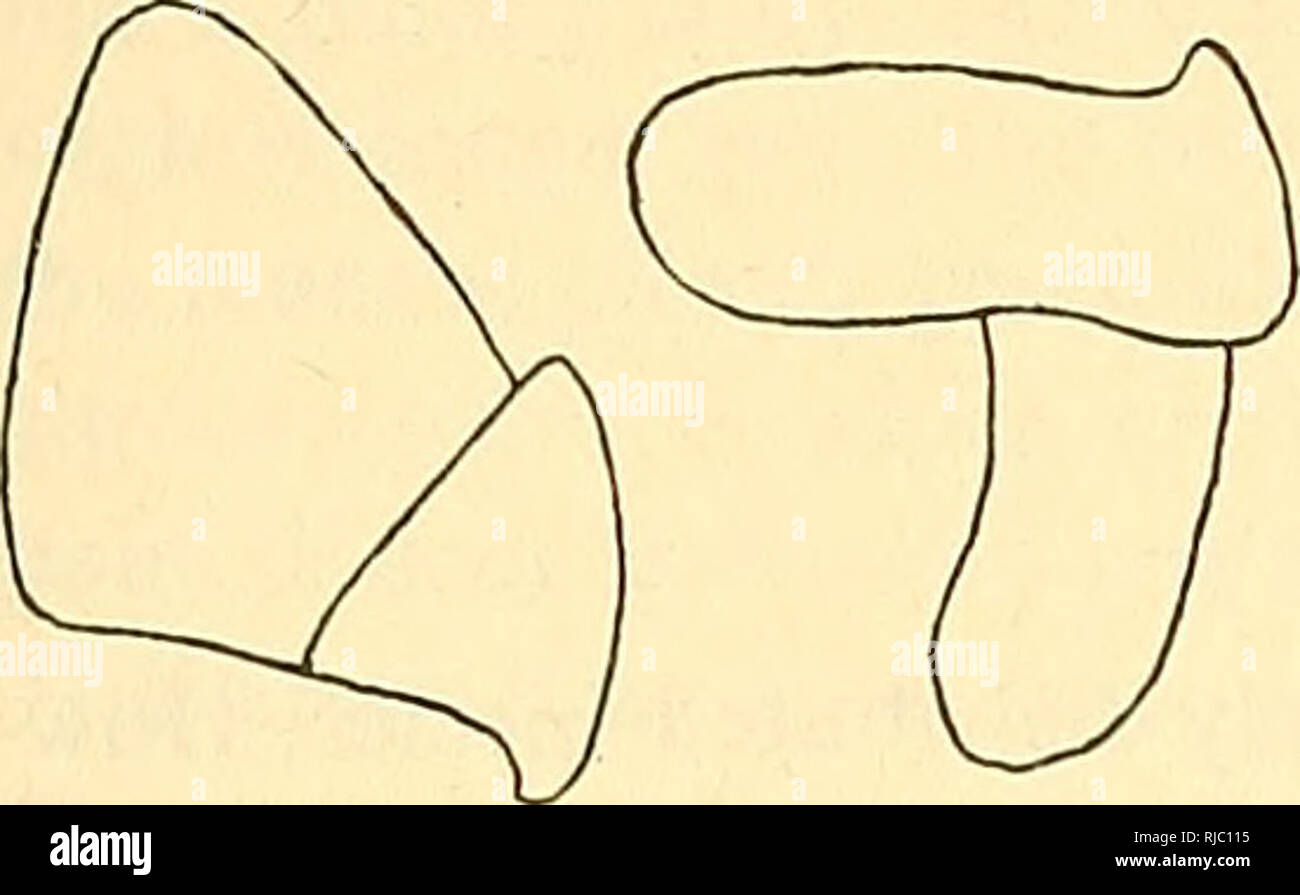 Hectocotylus hi-res stock photography and images - Alamy