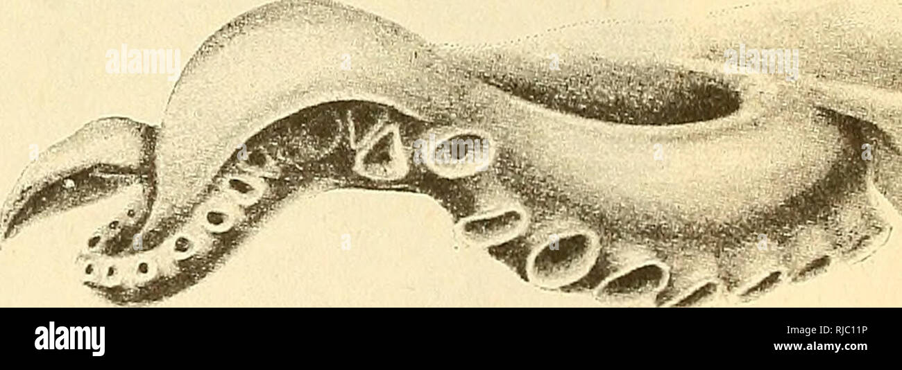. The Cephalopoda. Cephalopoda. figure 49. Hectocotylus of Velodona The ...
