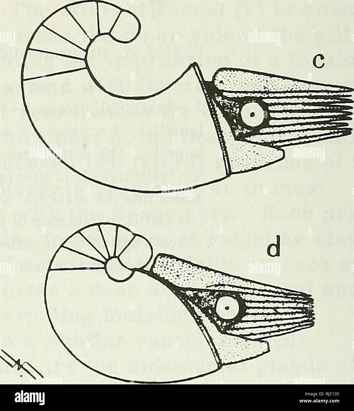 Nautilus figure hi-res stock photography and images - Alamy
