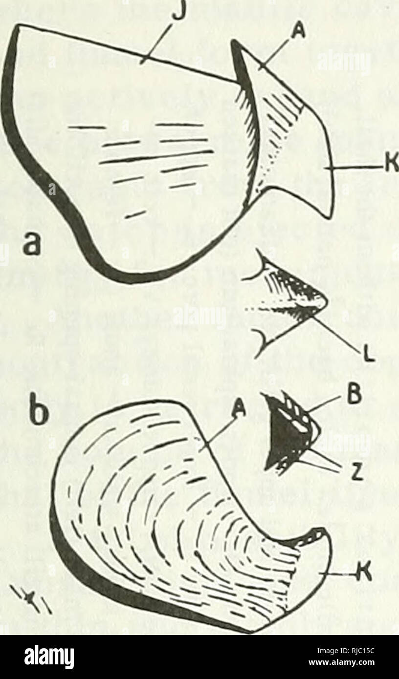. Cephalopoda. Cephalopoda. As in other molluscs, the radula consists ...