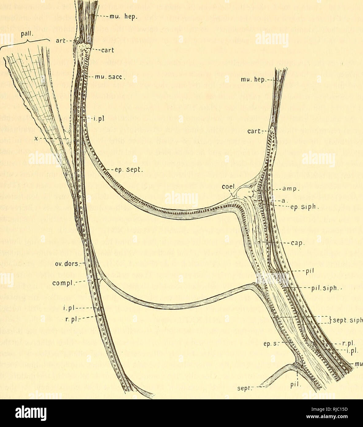 Myopsida hi-res stock photography and images - Alamy