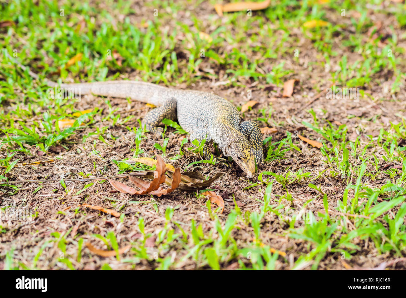 Varanus lizard in the foreground on the grass Stock Photo - Alamy