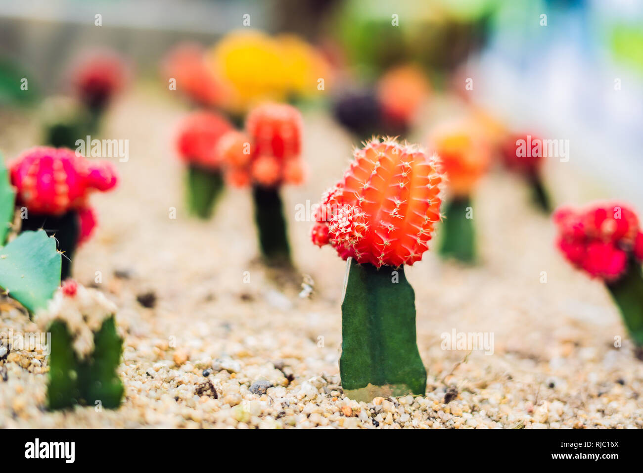 Moon Cactus or Gymnocalycium mihanovichii, the Mutant Cactus Grafted on ...