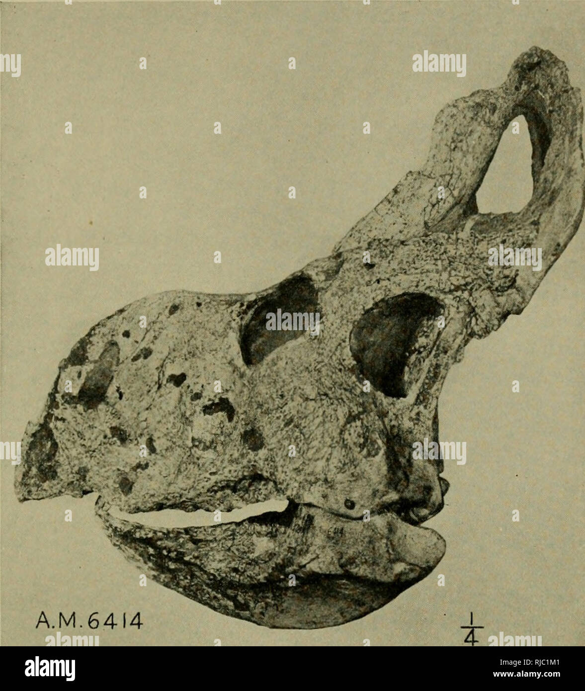 Dinosaur femur hi-res stock photography and images - Alamy