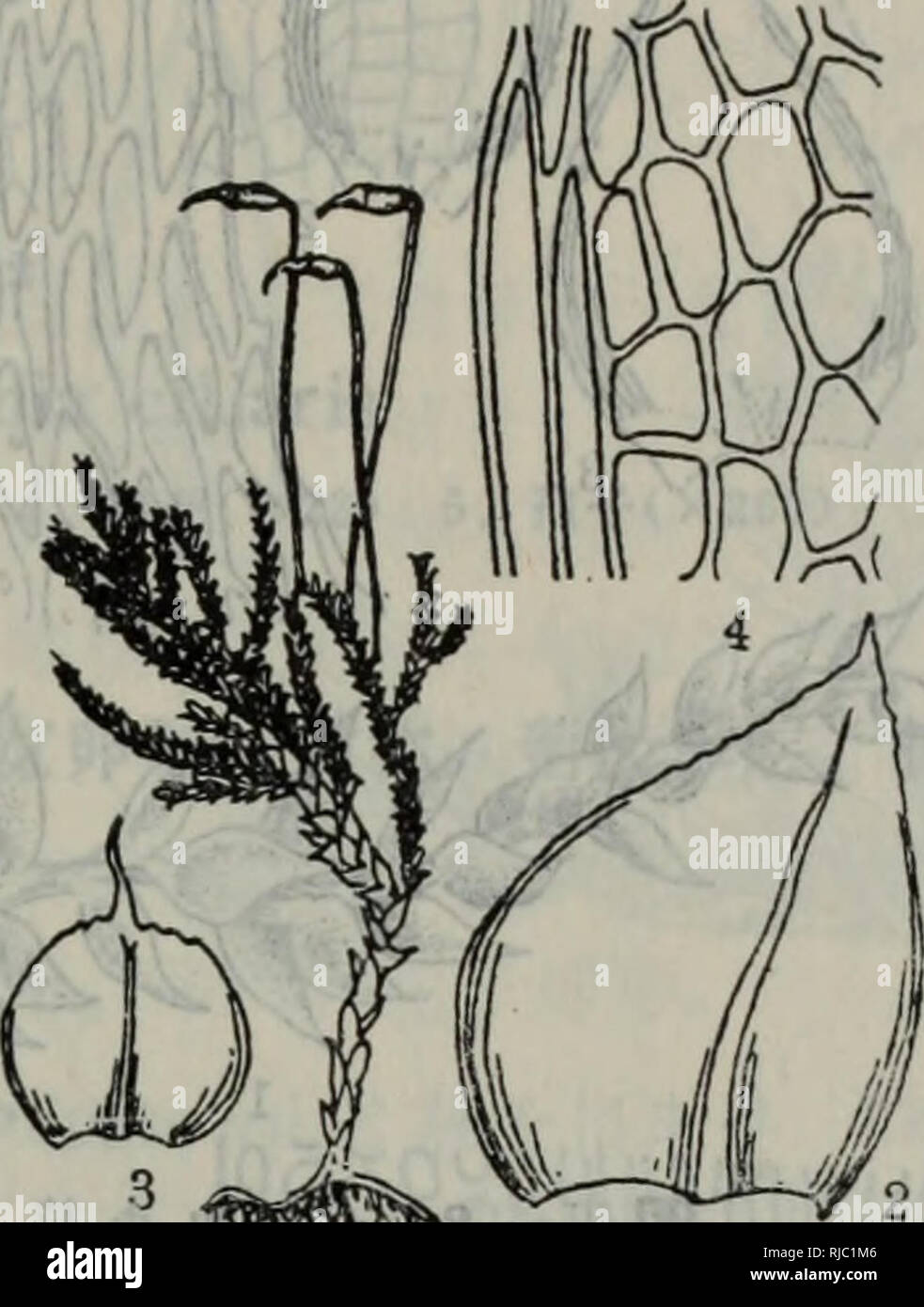 Hypopterygium hi-res stock photography and images - Alamy