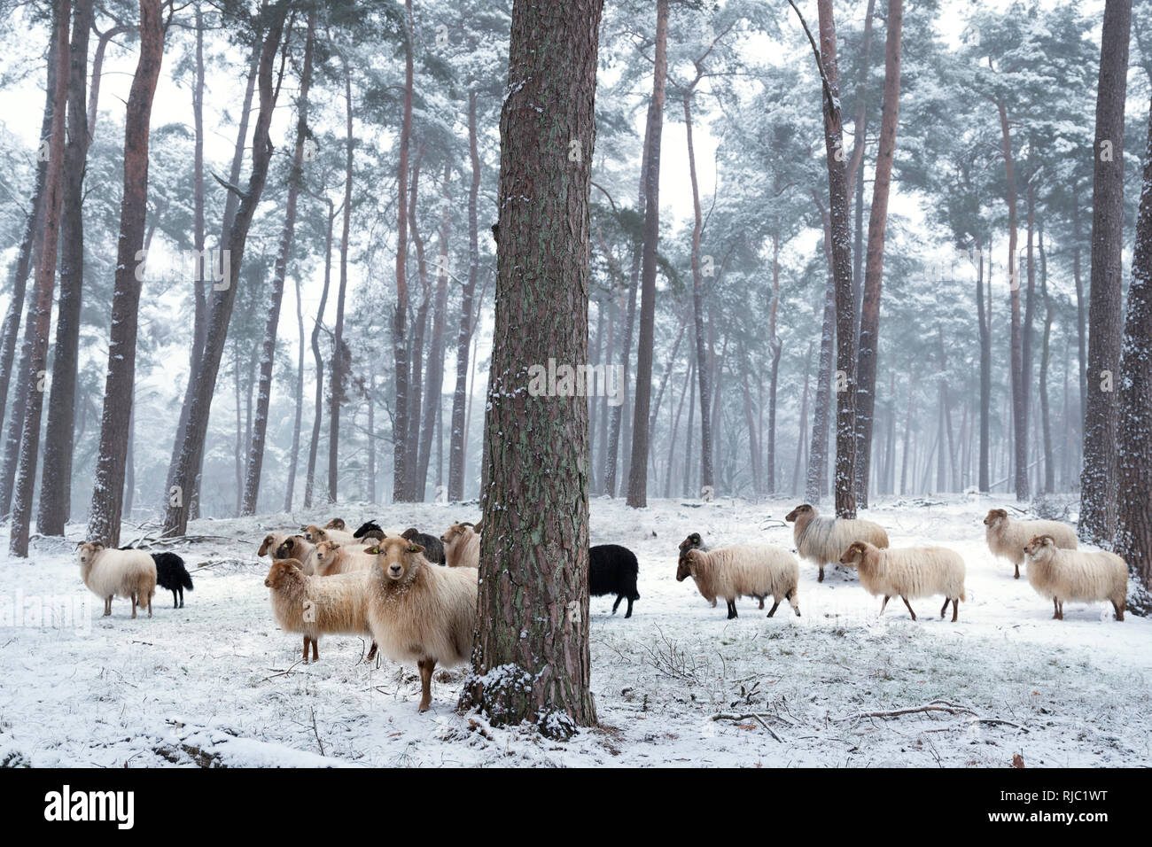 flock of horned sheep in winter forest with snow near utrecht in the ...