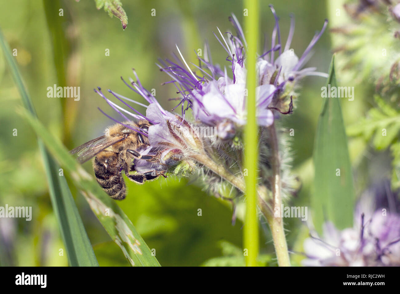 Bees on flowers. Bee on light violets flowers Phacelia tanacetifolia on ...