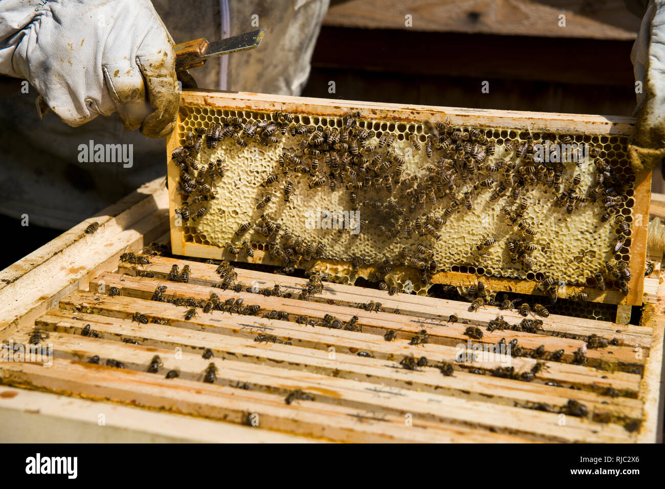 Frame with honey drawn from a beehive. Honeycombs in frame and bees ...