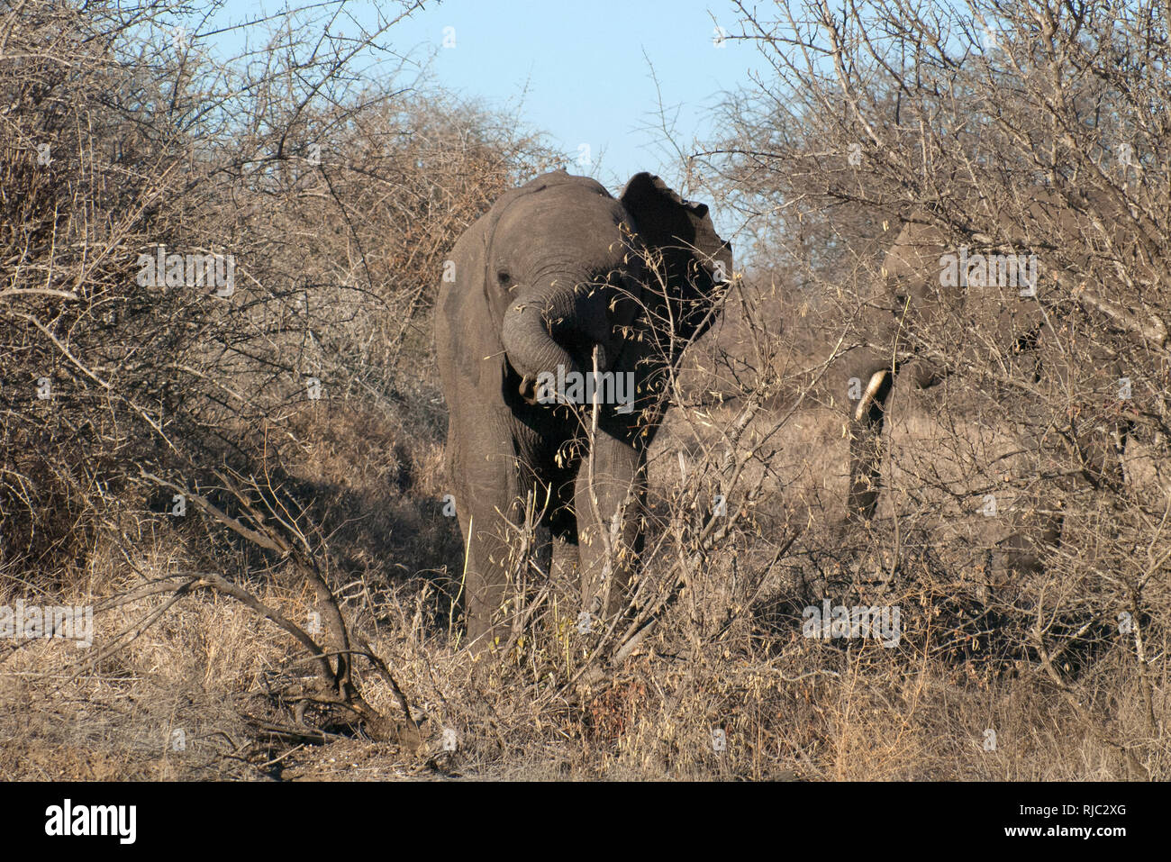 Running into bush hi-res stock photography and images - Alamy