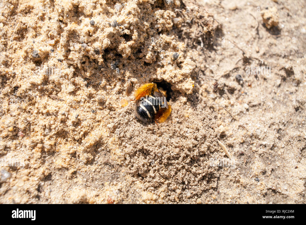 Solitary bees. Bee living underground. Bee digging a hole in the ground ...