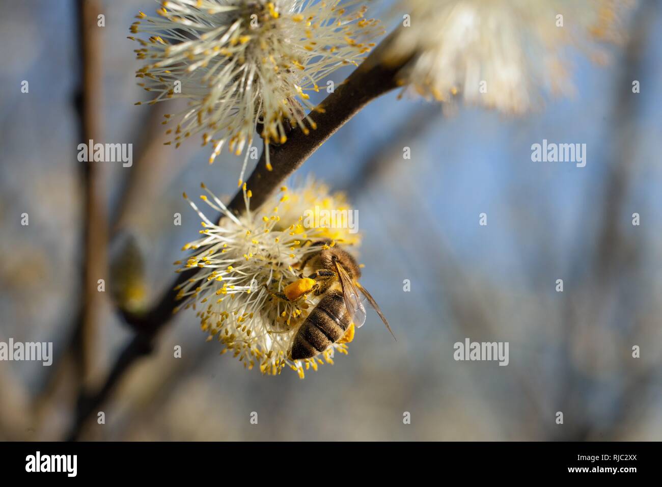 The bee collects pollen on the flowering tree. Bee on catkins. Yellow ...