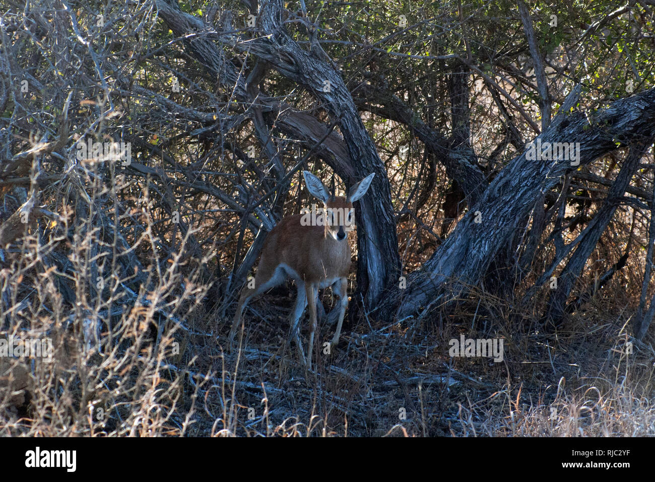 Steenbok standing under a tree, Kruger National Park, South Africa ...