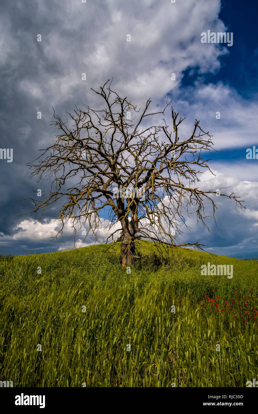 Typical hilly Tuscan countryside with fields and a dead tree Stock ...