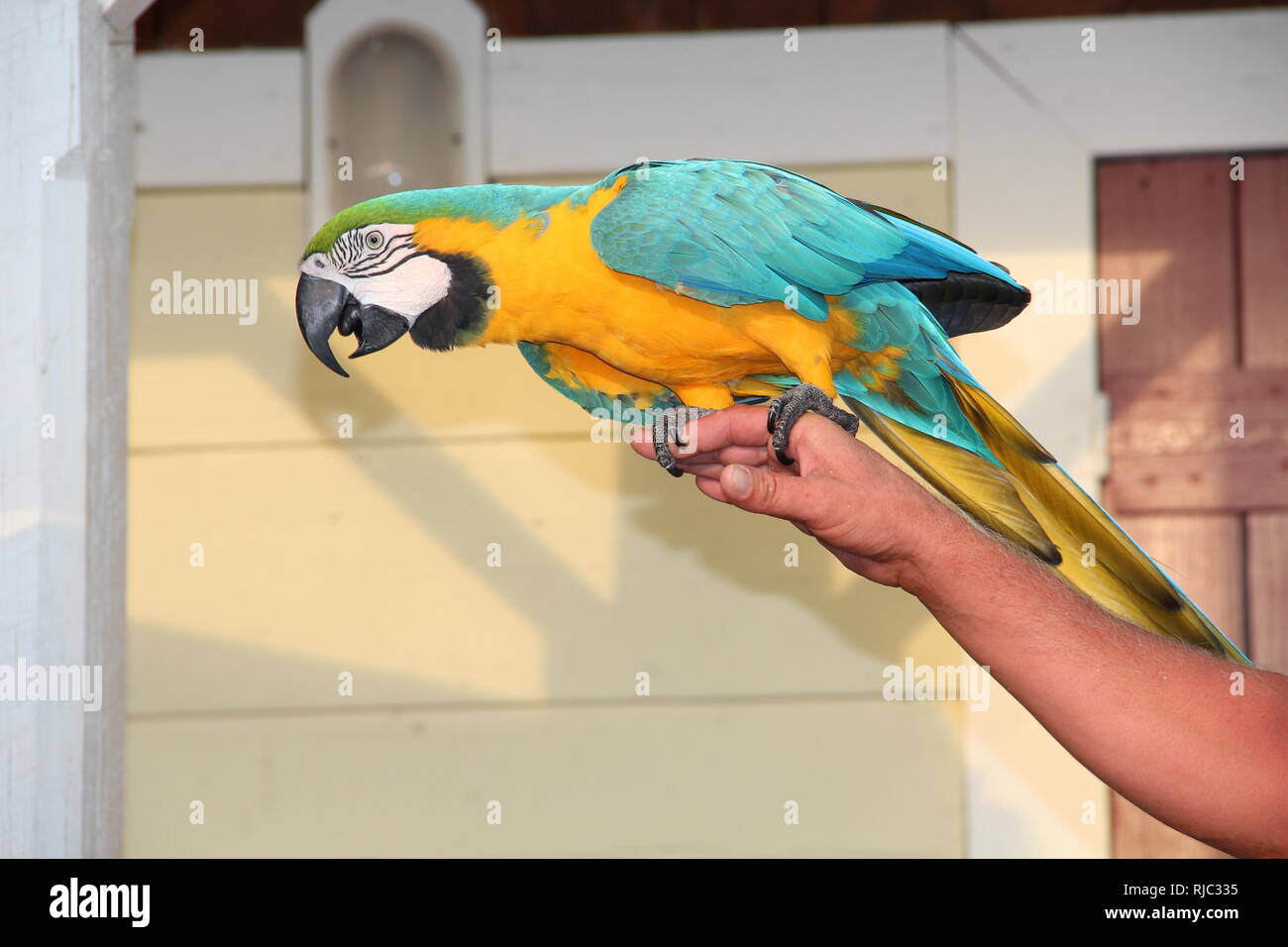 Macaw on hand hi-res stock photography and images - Alamy