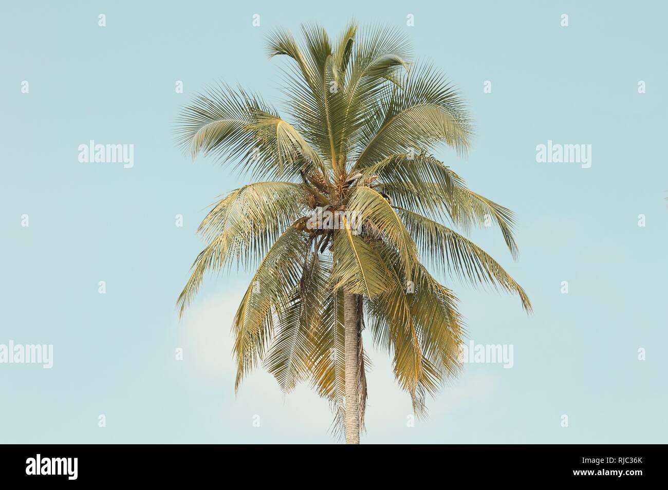 Isolated palm tree with sky background (Ari Atoll, Maldives Stock Photo ...