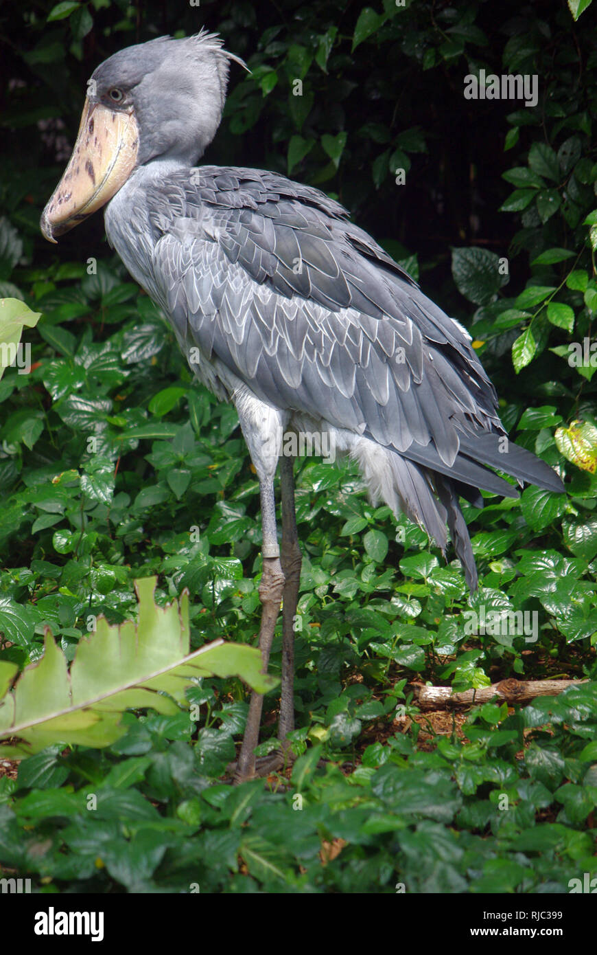 Shoebill (Balaeniceps rex Stock Photo - Alamy