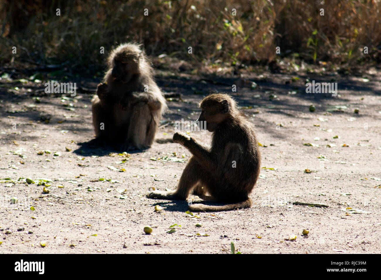Two Baboons, Kruger National Park, South Africa Stock Photo - Alamy