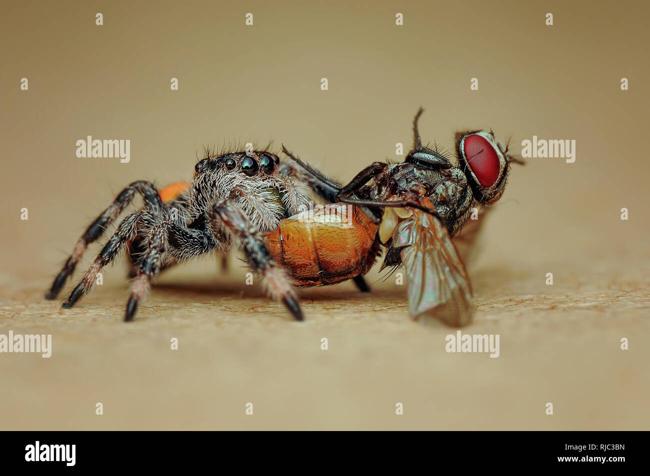 Beige spider hi-res stock photography and images - Alamy