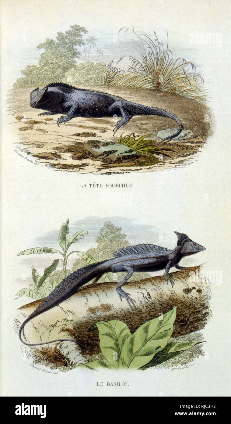 Illustrations of lizards by Bernard Germain de Lacepede (1756–1825 ...