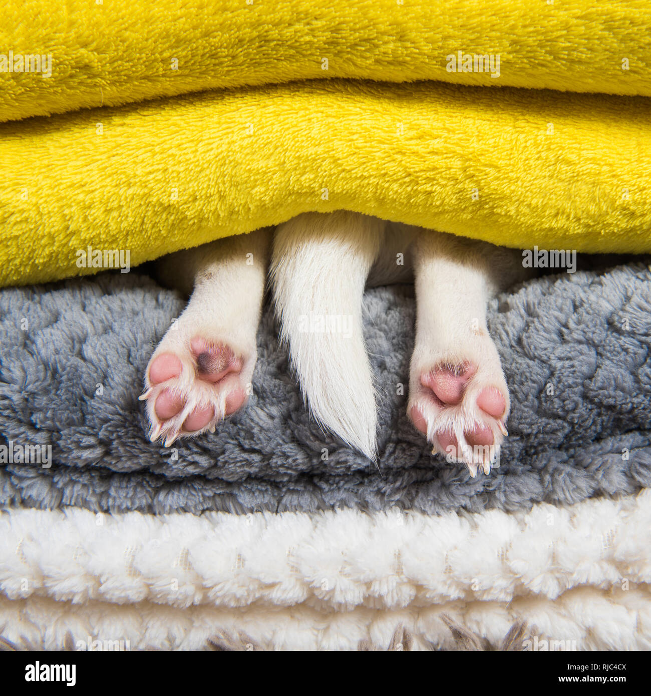Funny Jack Russell Terrier puppy dog paws and tail is sleeping under ...