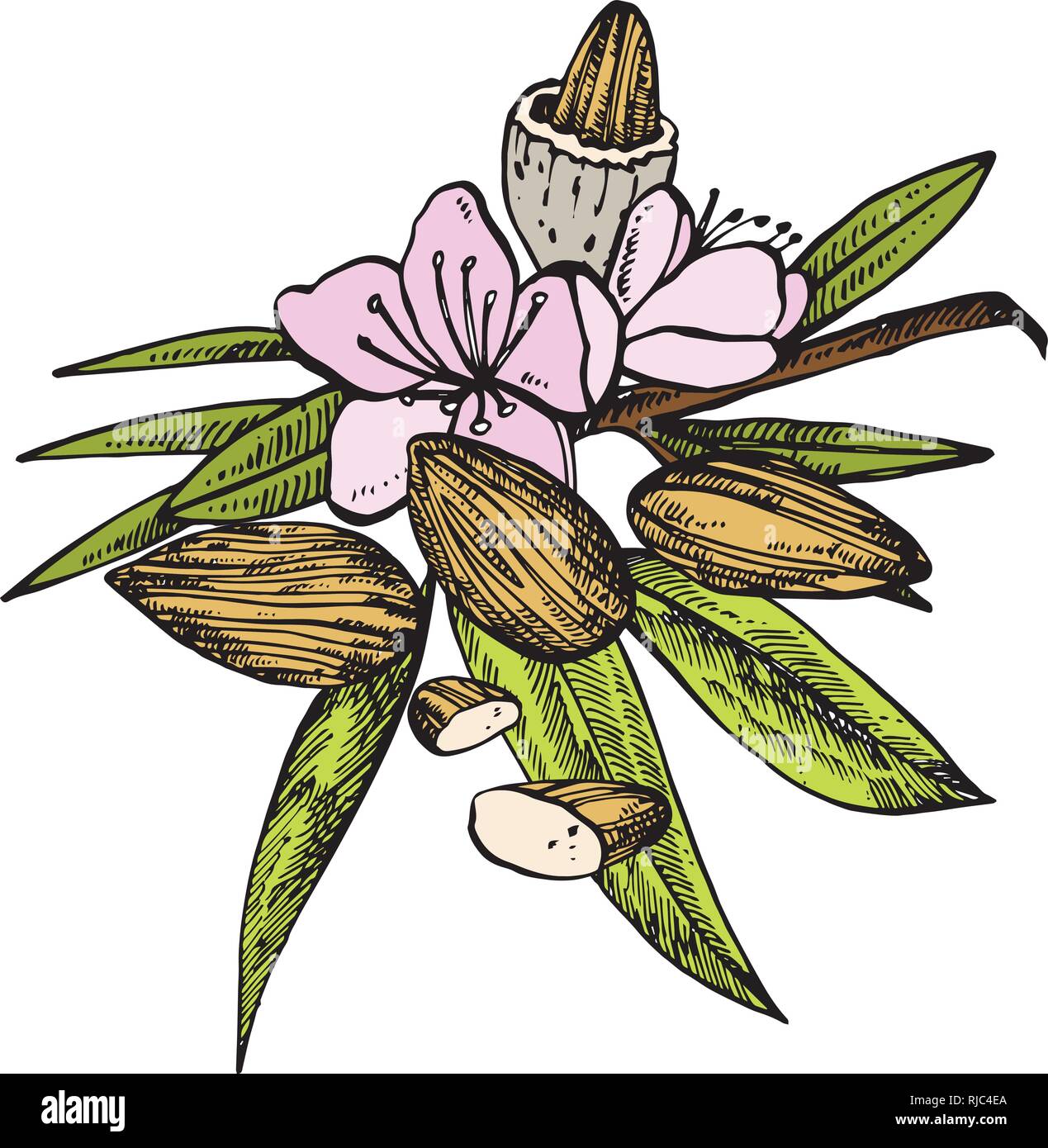 Almonds Sketch Illustrations Vector Hand Drawn Illustrations Isolated