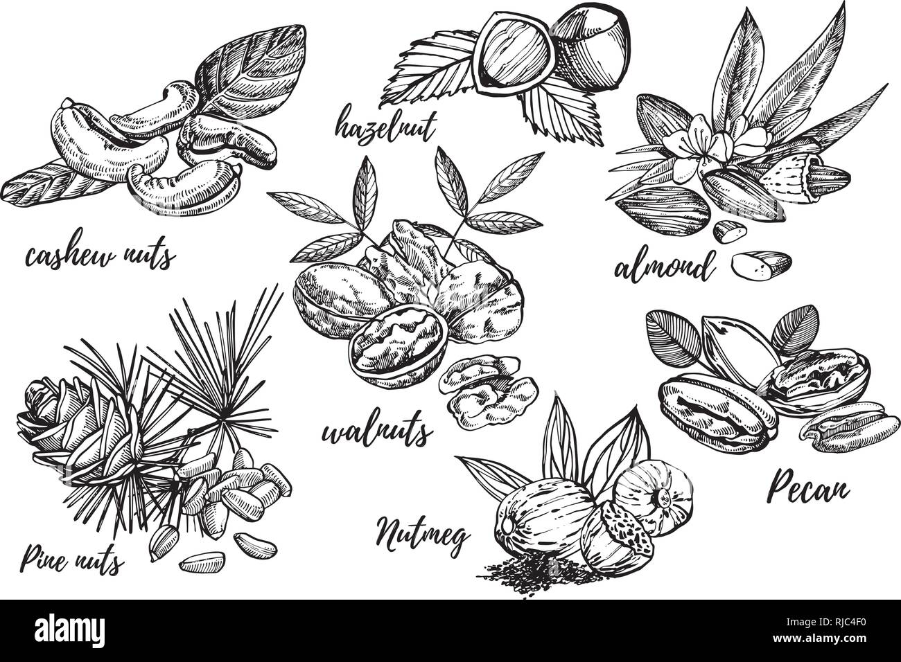 Almonds Pecan Cashew Nuts Hazelnut Pine Nuts Walnuts And Nutmeg