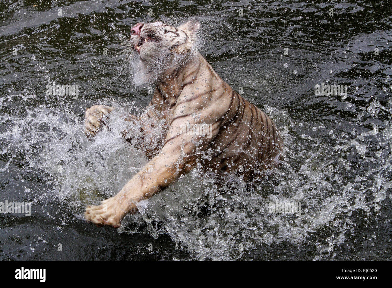 Tiger jumping in river hi-res stock photography and images - Alamy