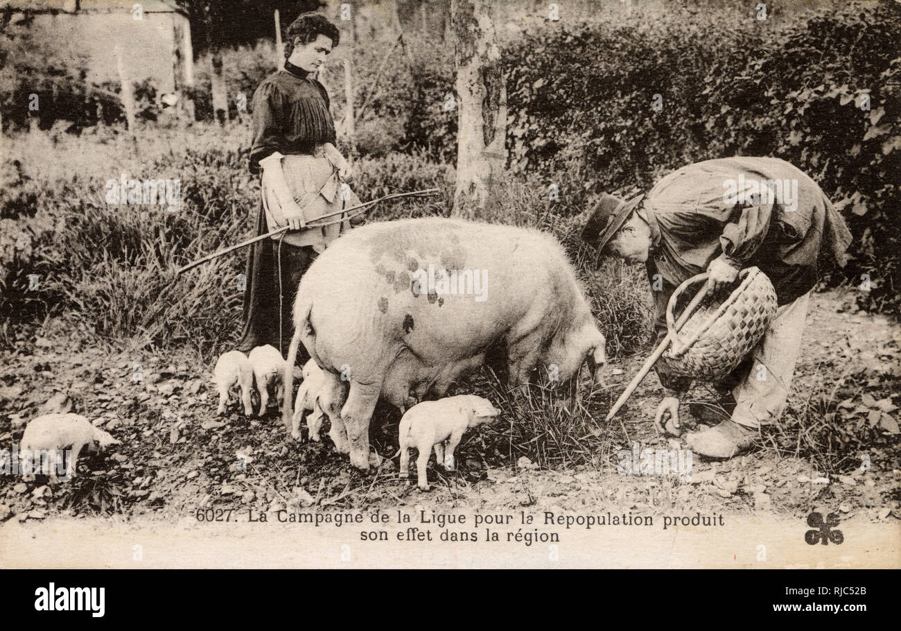 1920s livestock hi-res stock photography and images - Alamy