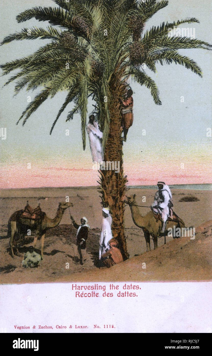 Egypt - harvesting dates from a date palm tree Stock Photo - Alamy