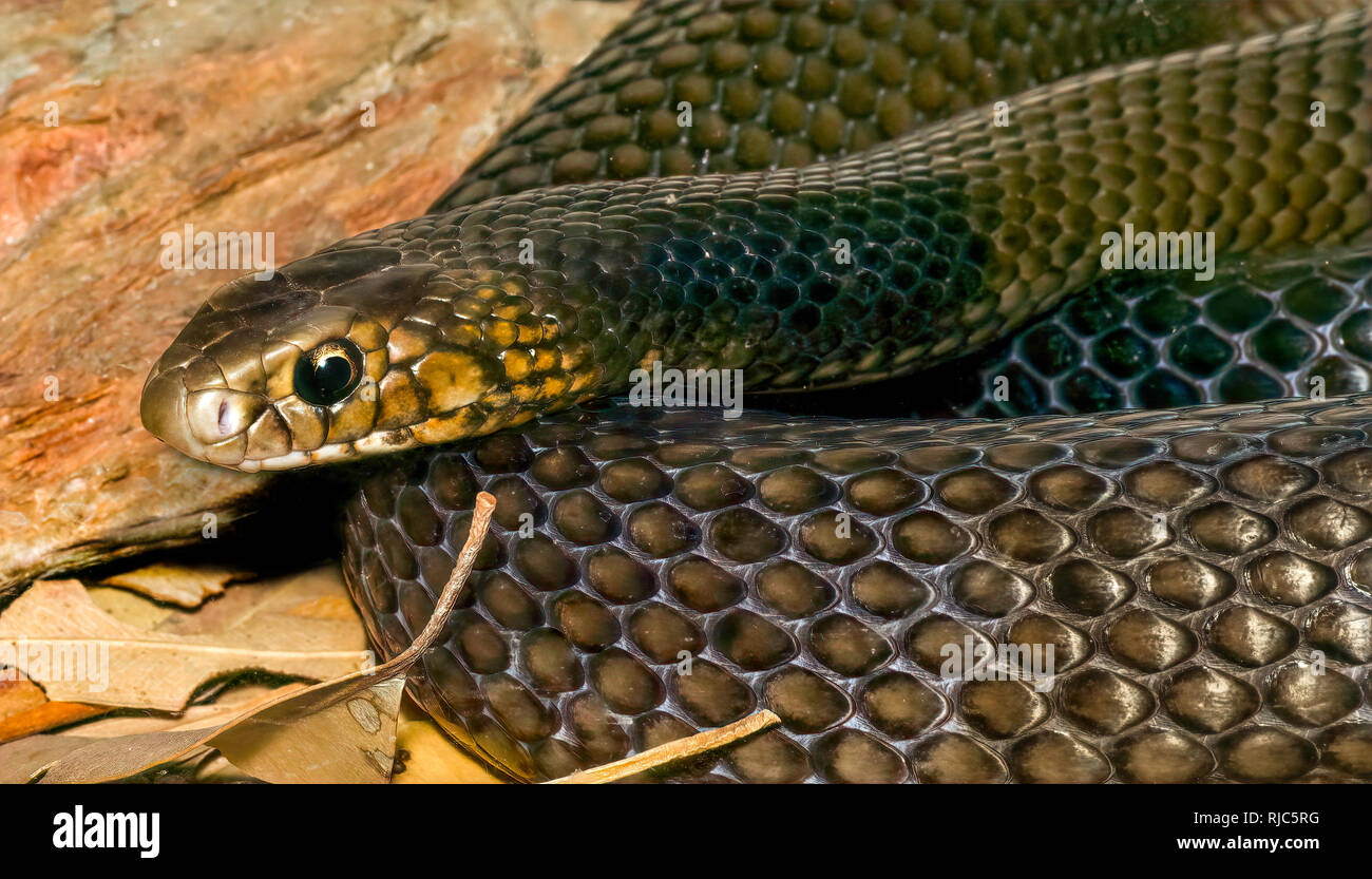 Eastern brown snake australia hi-res stock photography and images - Alamy