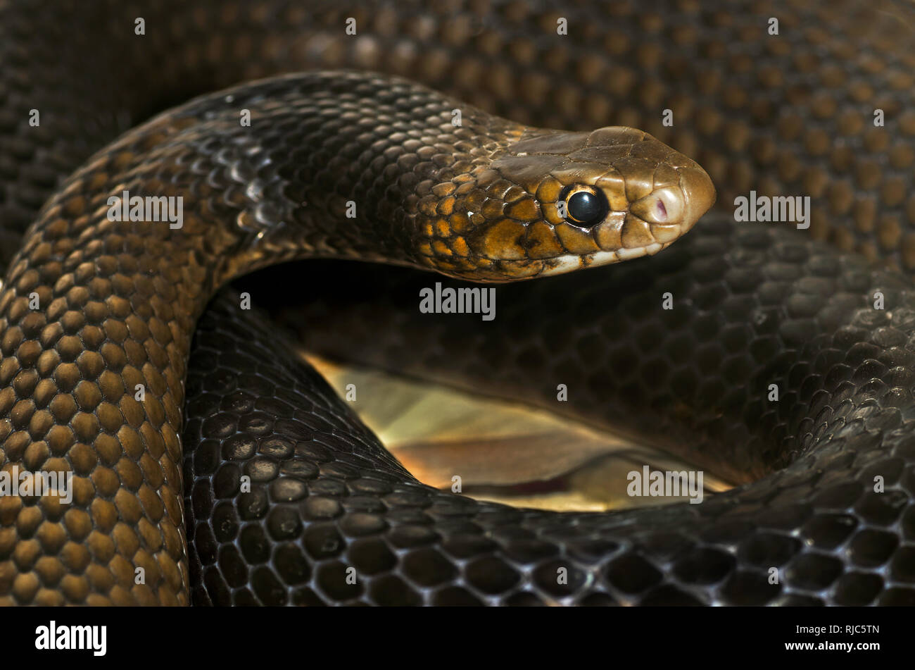 Eastern brown snake australia hi-res stock photography and images - Alamy