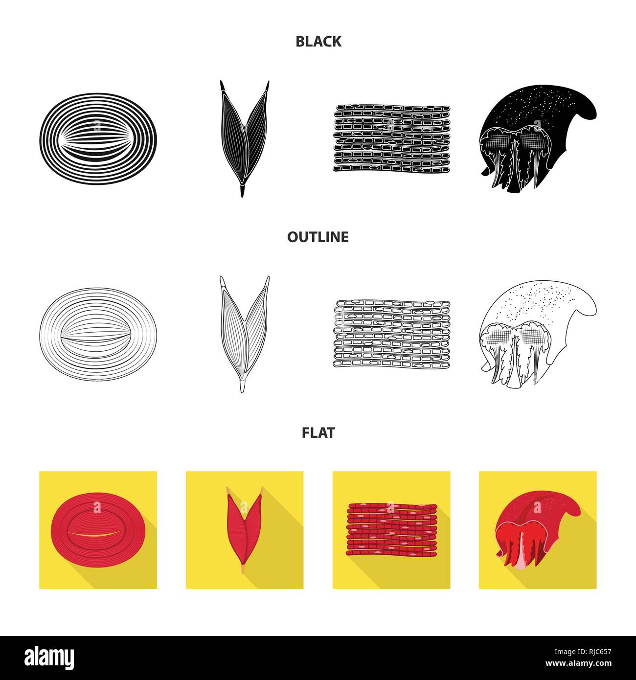 Vector illustration of fiber and muscular icon. Collection of fiber and ...