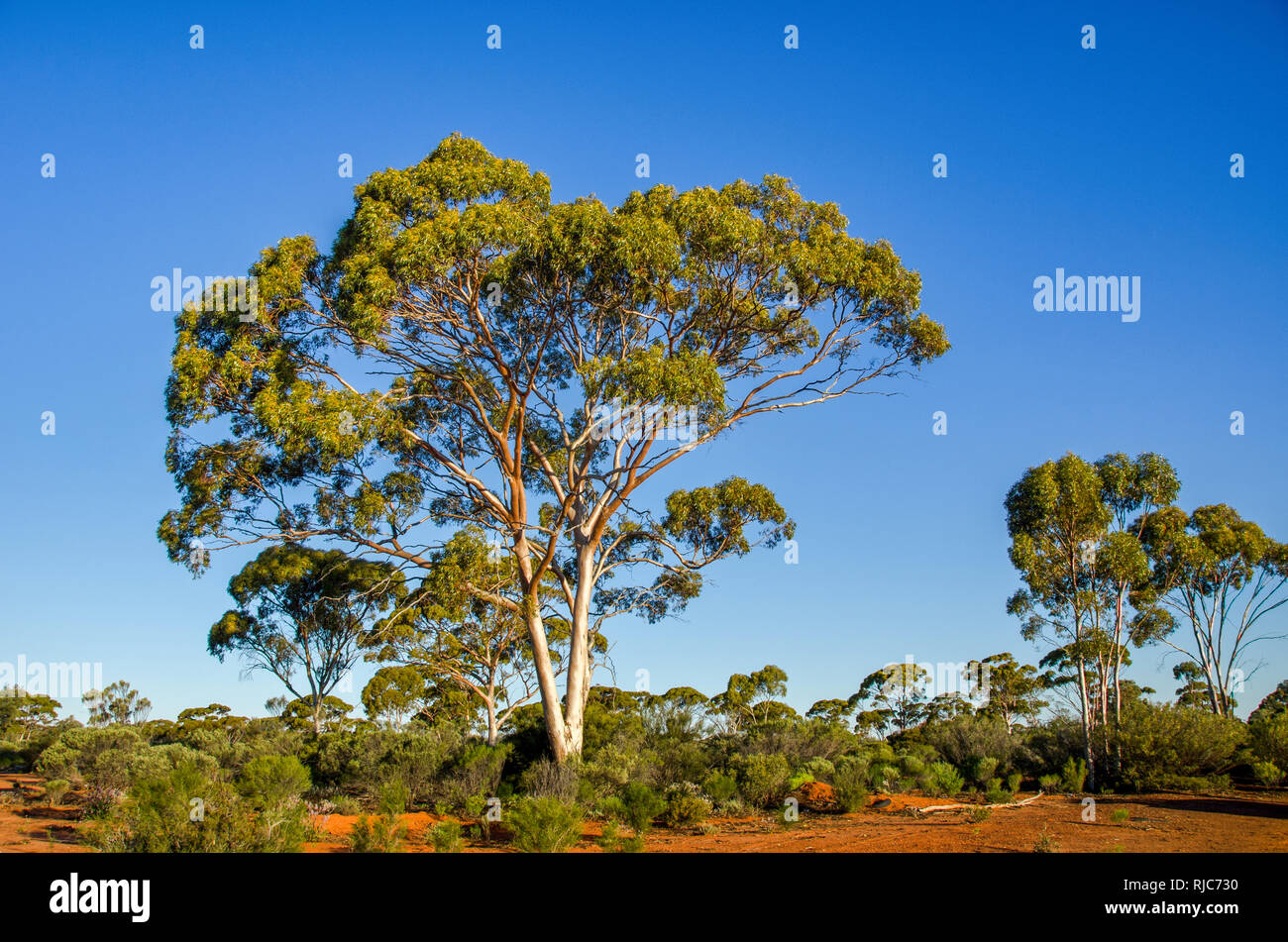 Types Of Gum Trees In Western Australia at Randi Mallon blog