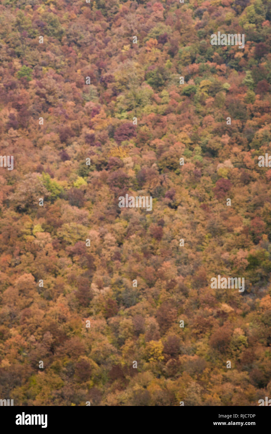 Defocused backdrop view at the beautiful autumn forest Stock Photo - Alamy