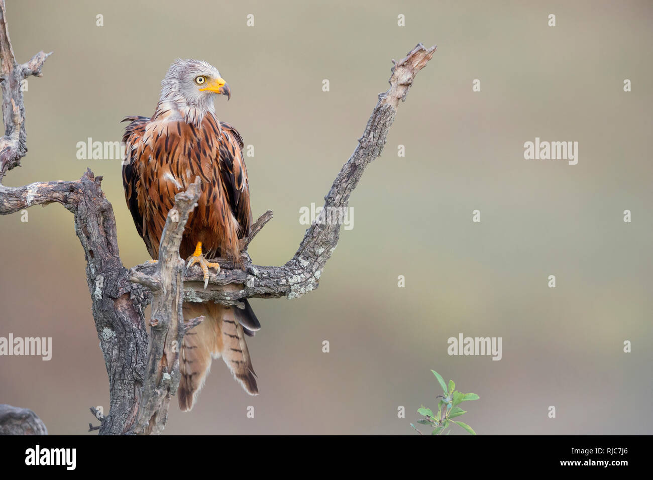 Dead red kite hi-res stock photography and images - Alamy