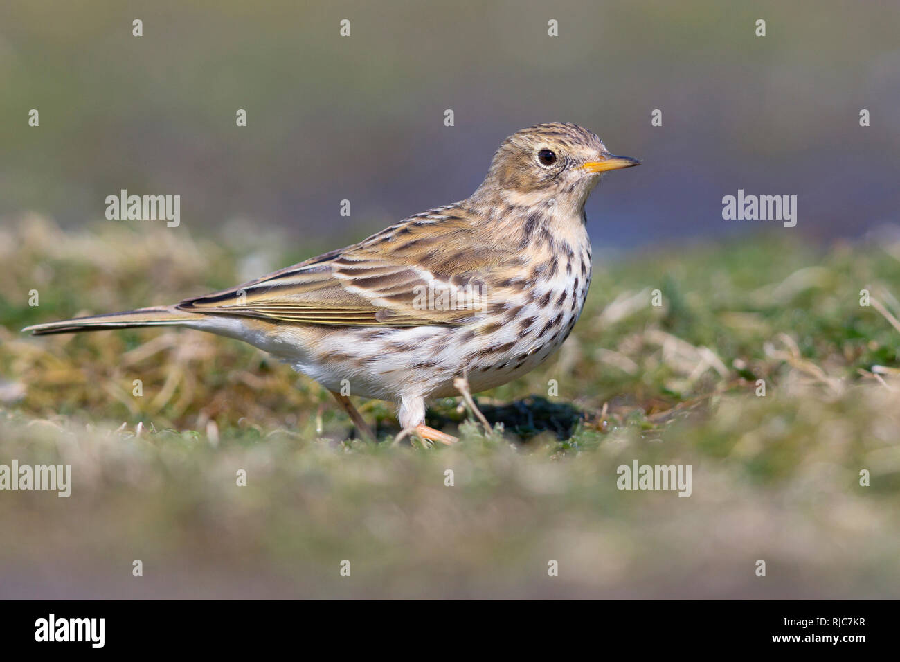 Anthus prantensis hi-res stock photography and images - Alamy