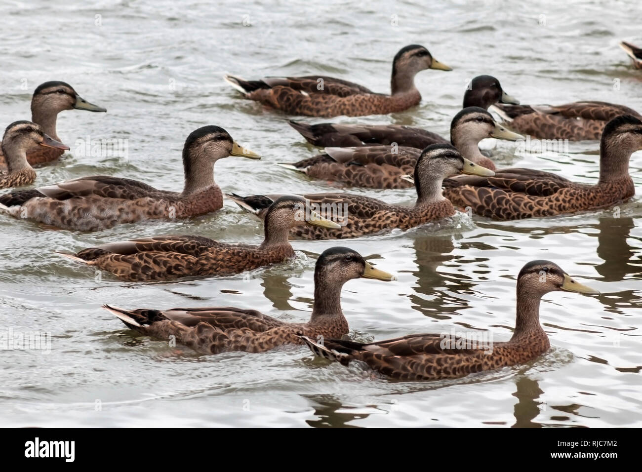 A flock of mallard ducks swimming in the water Stock Photo - Alamy
