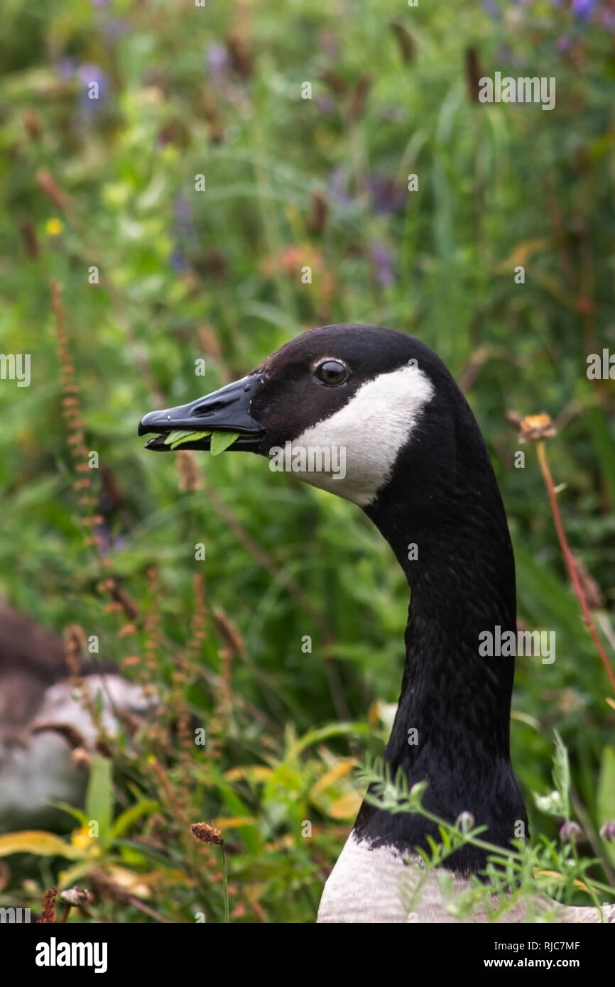 Canada goose eating hi-res stock photography and images - Alamy