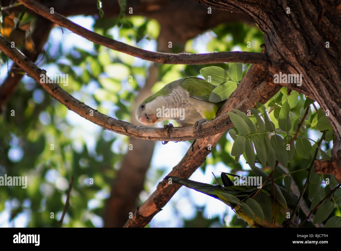 monk parakeet hanging from a tree in a park in Barcelona Stock Photo ...