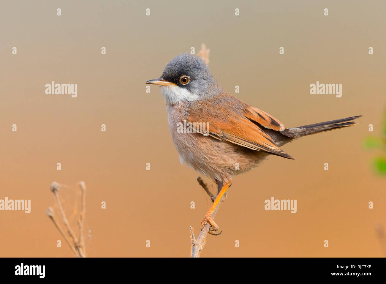 Spectacled Warbler, Adult, Male, Santiago, Cape Verde (Sylvia ...