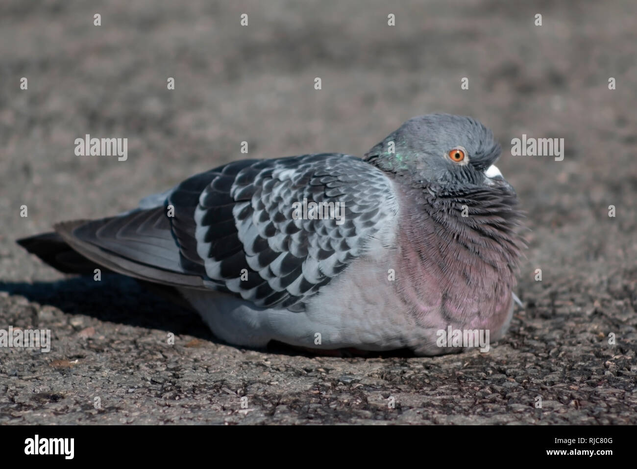Pigeons during a mating ritual Stock Photo - Alamy