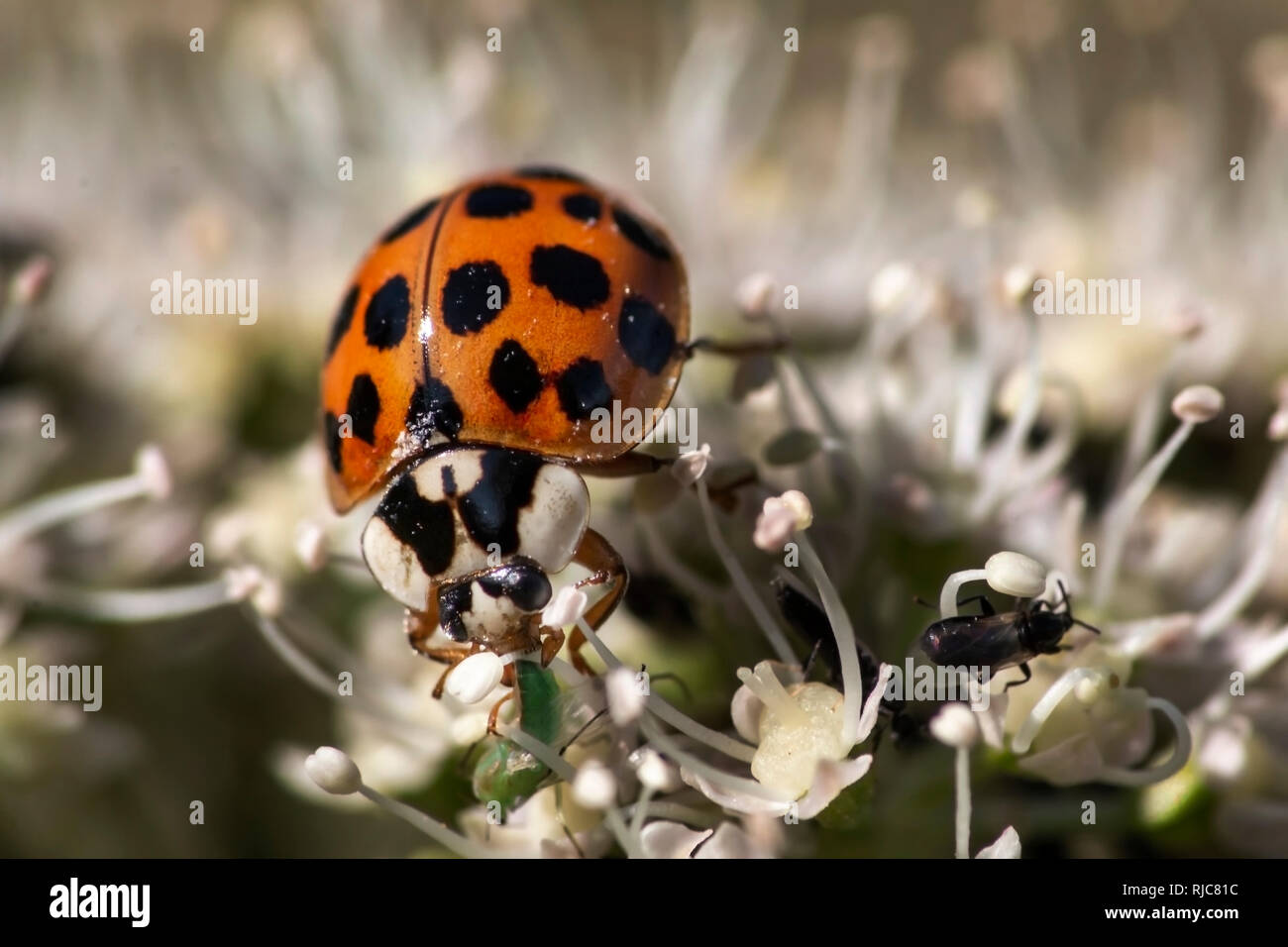 Aphid invasion hi-res stock photography and images - Alamy