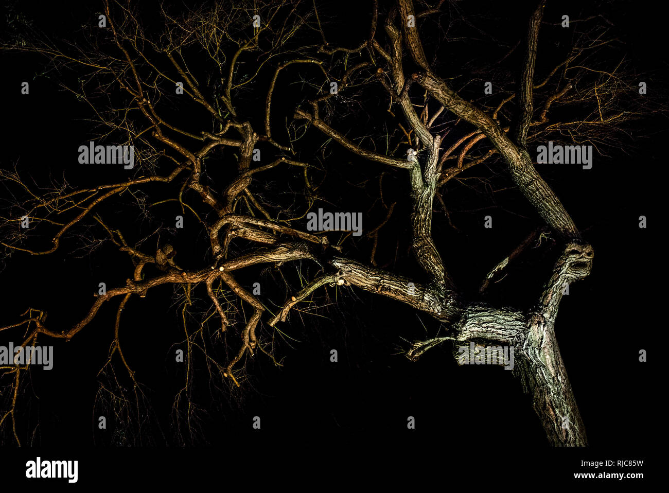 tree illuminated from below night shot Stock Photo - Alamy