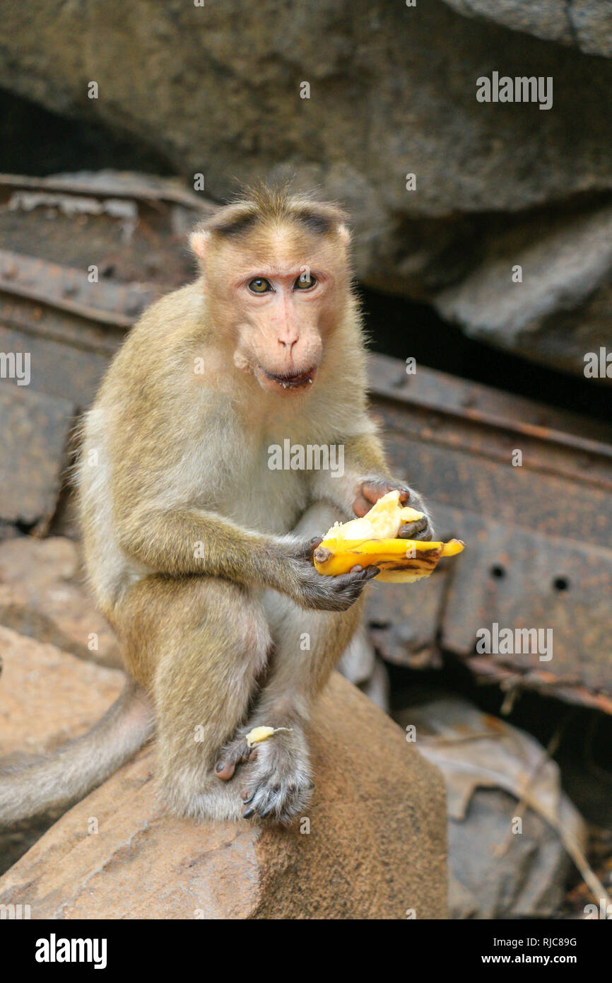 Bonnet Macaque Monkey, Macaca radiata, eating a banana Goa, India Stock ...