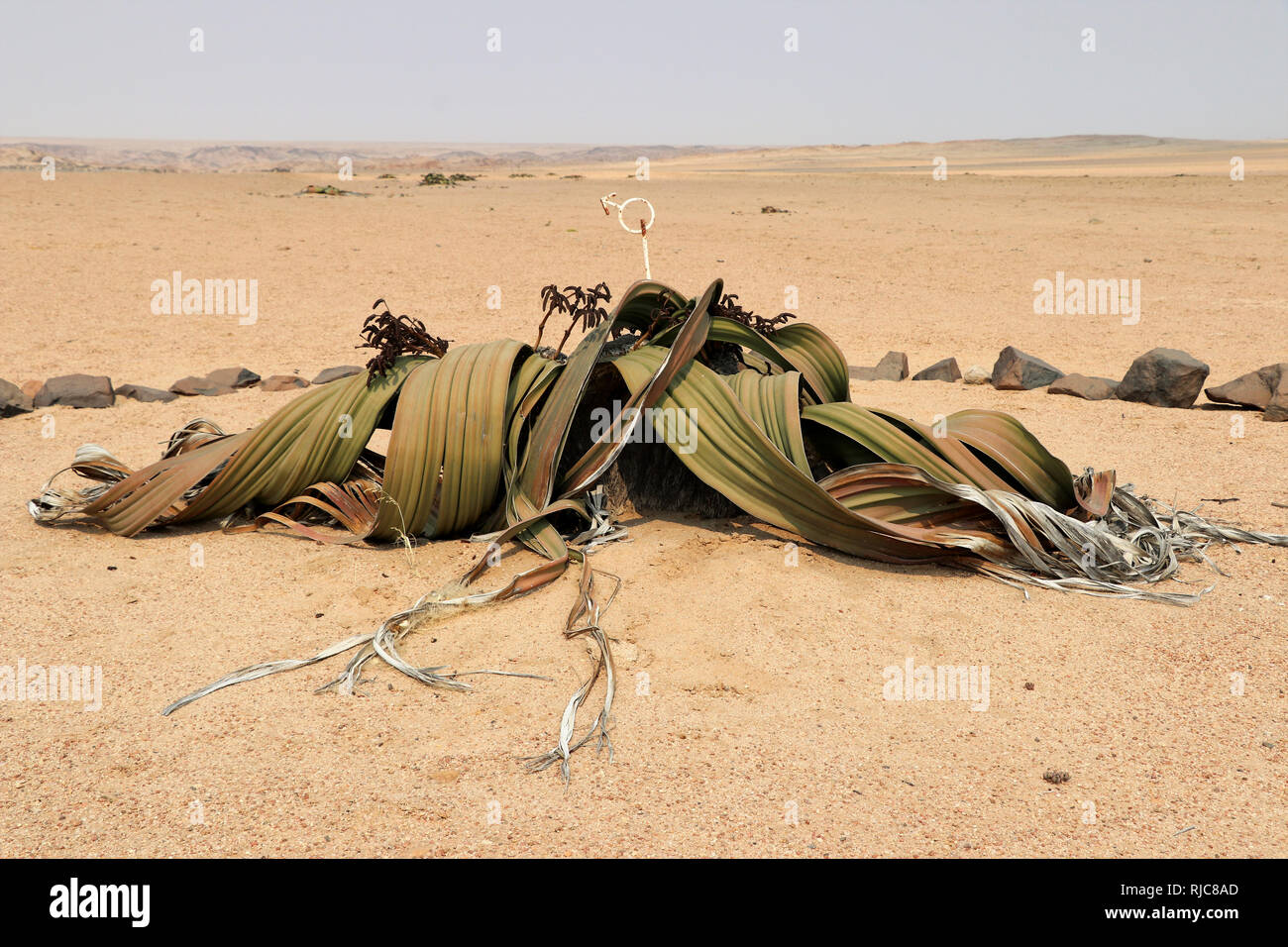 male Welwitschie (Welwitschia mirabilis) - Namibia Africa Stock Photo ...