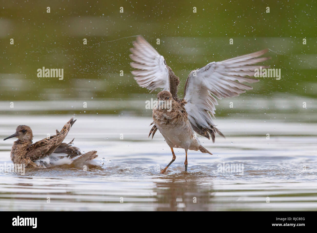 Ruff bird female hi-res stock photography and images - Alamy